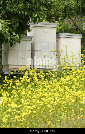 The blooming yellow flowers of White mustard plants (Sinapis alba ...