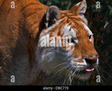 Diamond, Leucistic Bengal Tiger (panthera tigris tigris) male, Isle of ...