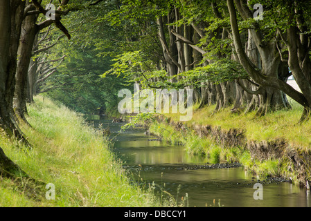 Beech Trees, Templepatrick Stock Photo - Alamy