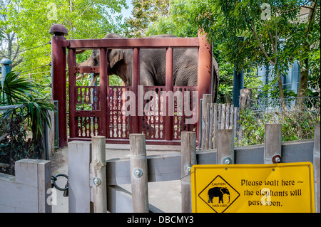 An African bull elephant passing through gates at an Australian zoo ...