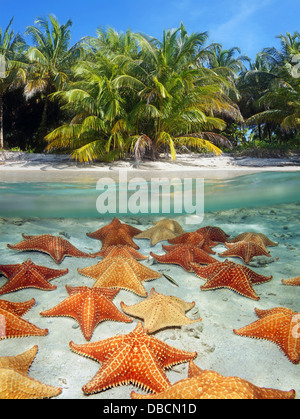 Tropical ocean beach with trees in Panama Stock Photo - Alamy