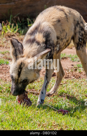 Cape hunting dog eating meat Stock Photo - Alamy