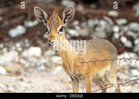 Dik-dik, Namibia's smallest antelope, looks, listens with its big ears ...