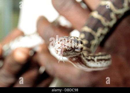 Namibia's rare pygmy python is handled at the Otjiwarongo Crocodile ...