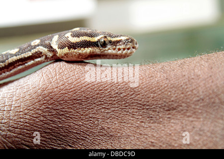 Namibia's rare pygmy python is handled at the Otjiwarongo Crocodile ...