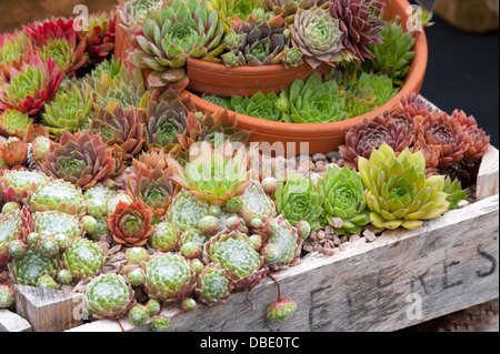 mixed sempervivum succulents in broken teracotta pots and wooden crate ...