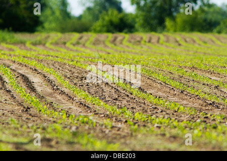 Corn field in Quebec, Canada Stock Photo - Alamy