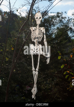 A plastic skeleton hanging from a tree for Halloween in Vancouver ...