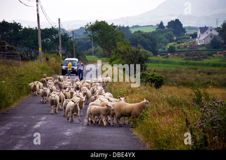 Farmer moving his Sheep Stock Photo - Alamy