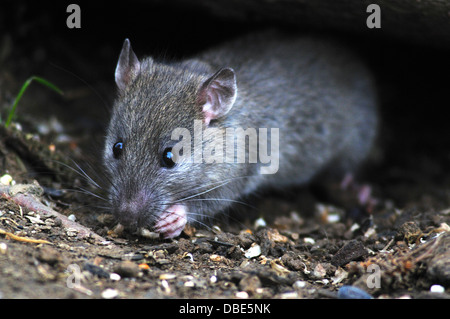Juvenile brown rat / Common rat (Rattus norvegicus) emerging from Stock ...