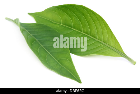 Adhatoda vasica or medicinal Basak leaf isolated on white Stock Photo ...