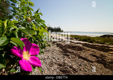 Wild rose in Acadia, Mount Desert Island, Acadia National Park, Maine ...