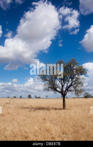 Australian bush country open grasslands fields with lone eucalyptus ...