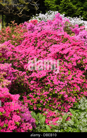 Pink flowering azalea, Rhododendron obtusum, above Lake Maggiore, Monte ...