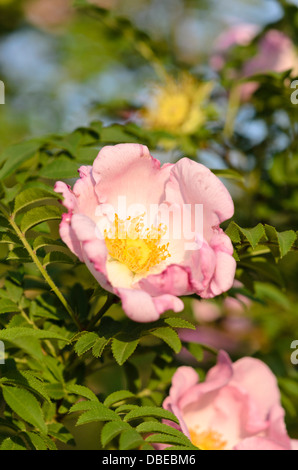 Chestnut rose (Rosa roxburghii Stock Photo - Alamy