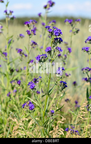 Anchusa officinalis L Anchusa officinalis L Stock Photo - Alamy