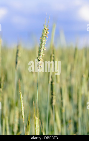 Rye plants (Secale cereale Stock Photo - Alamy
