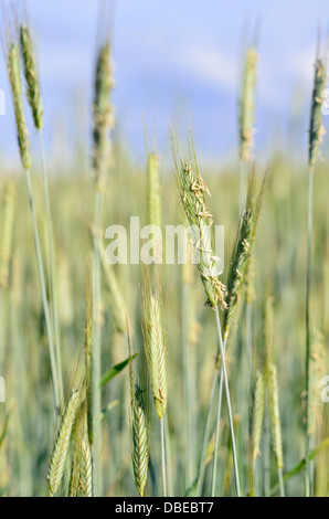 Rye plants (Secale cereale Stock Photo - Alamy