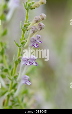 Scutellaria columnae All Scutellaria columnae All Stock Photo - Alamy