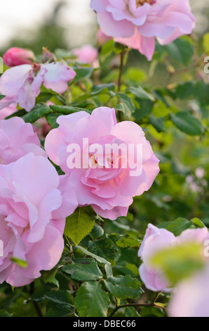 Rose Fritz Nobis Stock Photo - Alamy