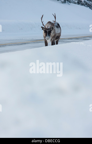 Reindeer in Hetta, Enontekiö, Finland - Iconic arctic wildlife in ...