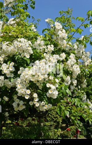 Bobby James Rose Rosa Rosaceae in full summer bloom Stock Photo - Alamy
