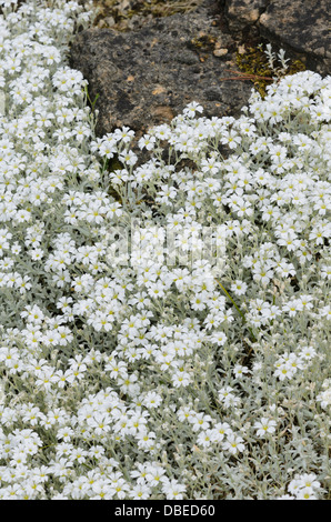 Snow in Summer (Cerastium tomentosum), Plant In Bloom Growing In A Rock ...