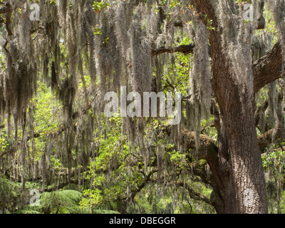 Savannah Georgia Spanish moss tree southern civil war the south ...