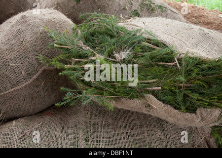 Farming and processing tea tree oil for export for beauty products sold ...