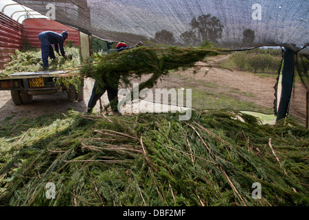 Farming and processing tea tree oil for export for beauty products sold ...