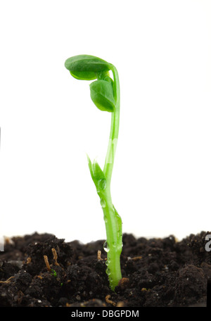 Small pea plant Stock Photo - Alamy