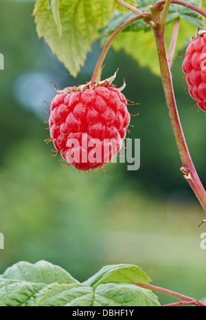Raspberry bushes in farm fields. Agricultural business Stock Photo - Alamy