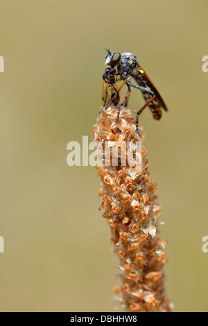 Insect - Asilidae Stock Photo - Alamy