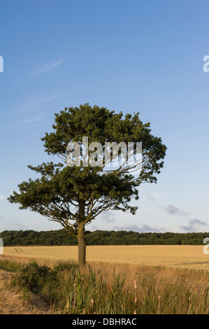 Oak tree in field at edge of forest in spring Stock Photo - Alamy