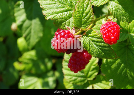 Raspberry, raspberry 23 Stock Photo - Alamy