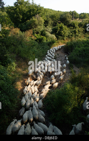 Aerial view of the countryside, animal paths, tree and green grassland of the Okavango Delta ...