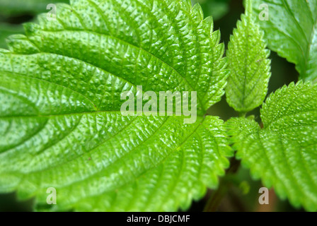 Tragia involucrata, the Indian stinging nettle, is a species of plant ...