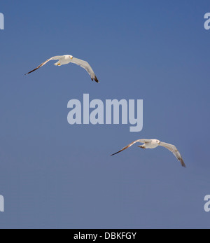 Closeup image of two seagulls flying in the blue sky Stock Photo - Alamy