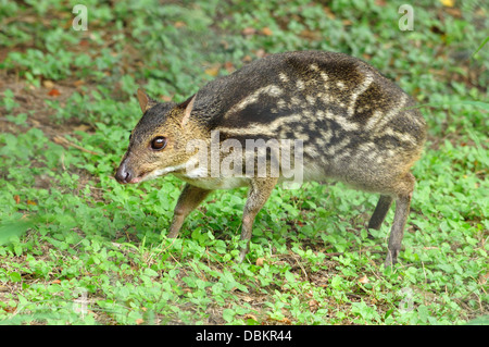 Indian spotted chevrotain (Moschiola indica Stock Photo - Alamy