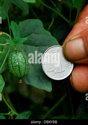 Pingdu breed 'thumb watermelon' variety with a banana flavour taste ...