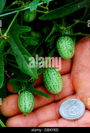 Pingdu breed 'thumb watermelon' variety with a banana flavour taste ...