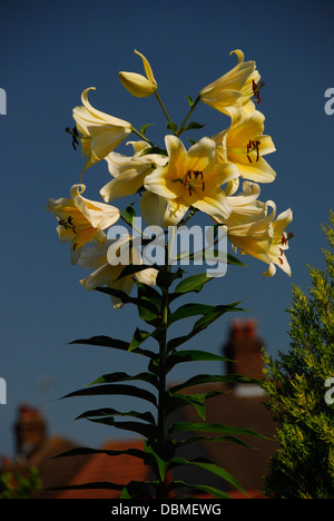 Tree Lily 'yellow rocket' Stock Photo - Alamy