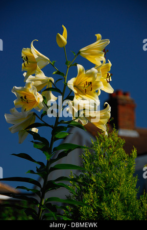 Tree Lily 'yellow rocket' Stock Photo - Alamy