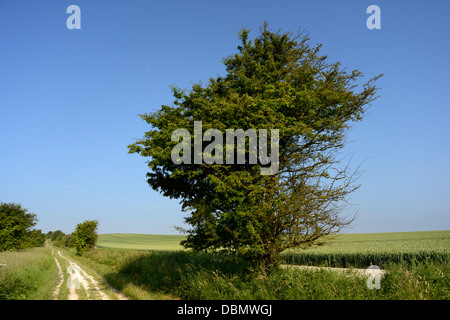 Walkers pathway or bridleway,'The Ridgeway' an ancient pathway on the ...