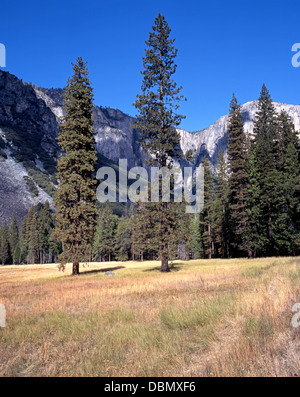 Fields and mountains in Yosemite national park Stock Photo - Alamy