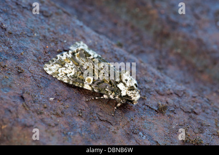 Coronet Moth; Craniophora ligustri; Summer; UK Stock Photo - Alamy