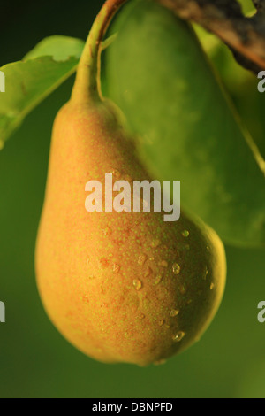 Pear fruit. Close up of a tree with a crop against blue sky and green ...
