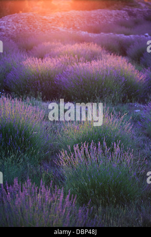 High angle view of a field of lavender, Lavandula species, in bloom ...