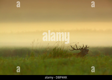 Stag In Field At Dawn Stock Photo - Alamy