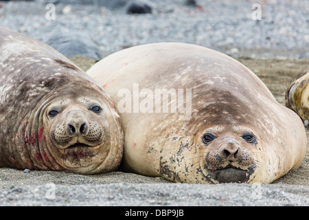 Southern elephant seals, annual catastrophic molt, Hannah Point ...